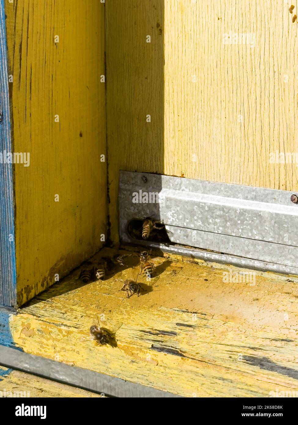 Multi-colored bee hives on a trailer. Mobile apiary Stock Photo - Alamy