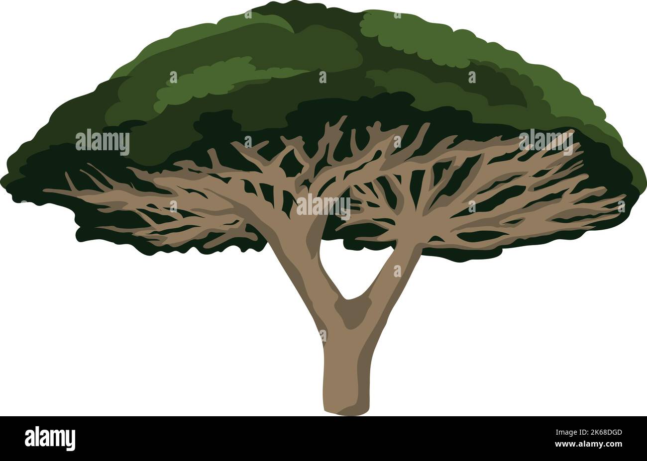 Dragon tree leaves Stock Vector Images - Alamy