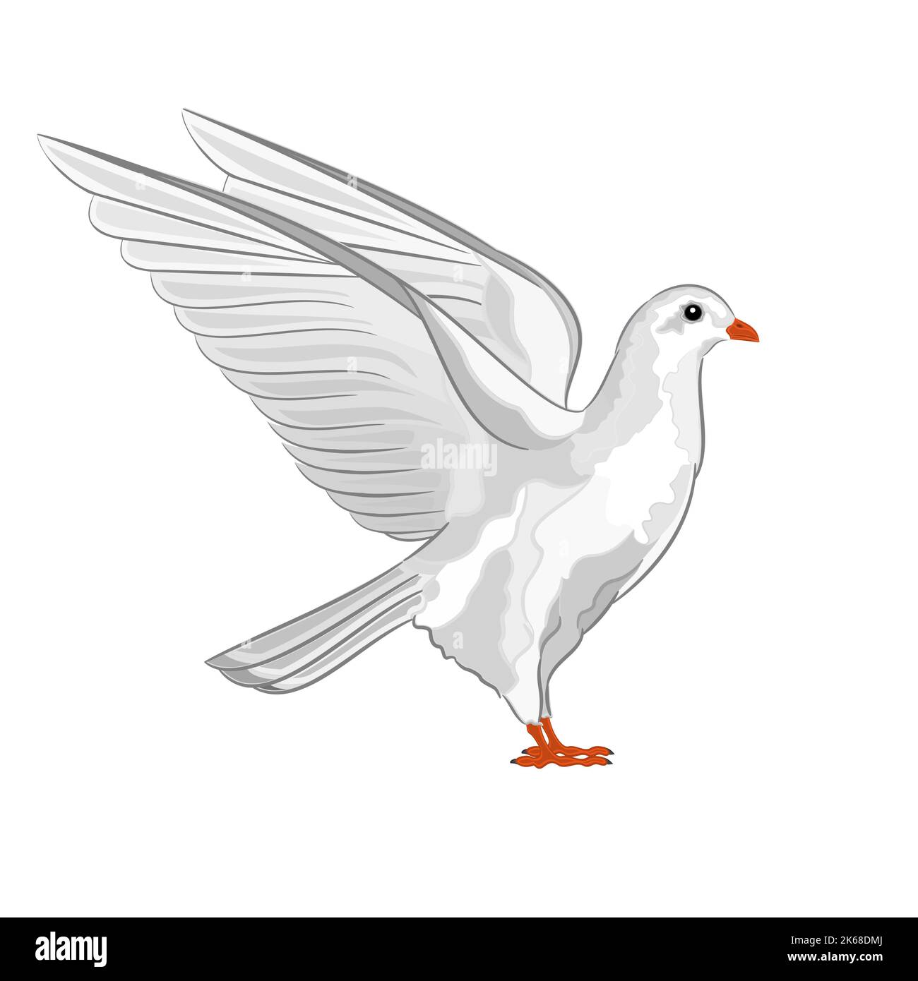 Pigeon white bird vector Stock Vector Image & Art - Alamy