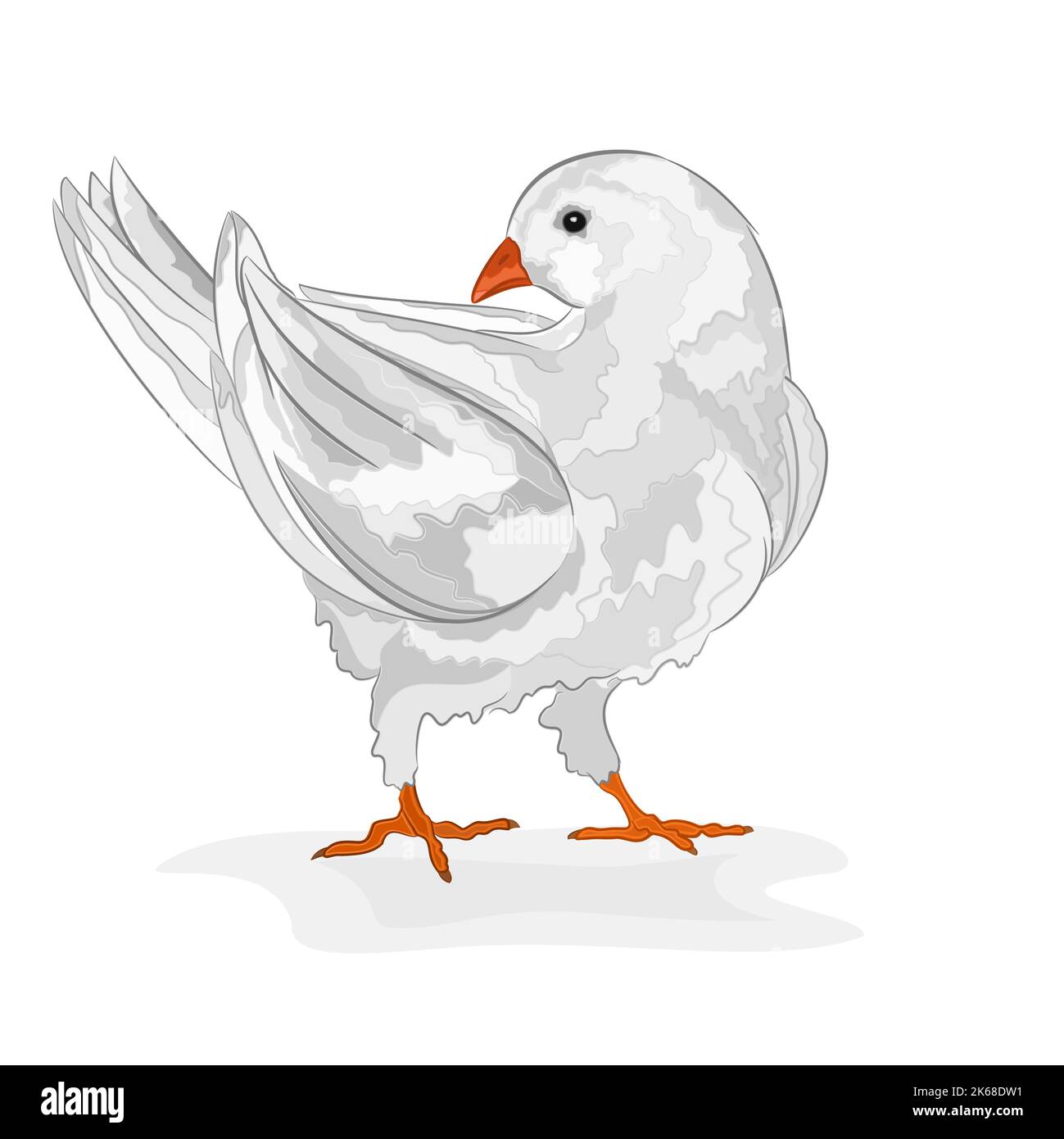 Pigeon white bird vector Stock Vector Image & Art - Alamy
