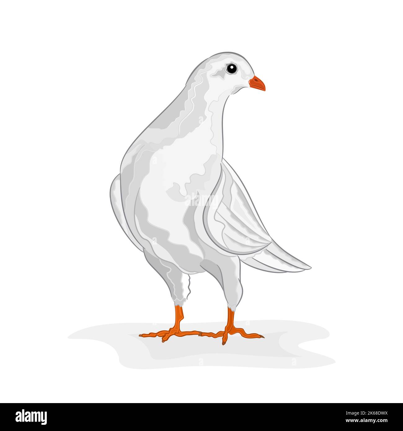 Detailed dove Stock Vector Images - Alamy