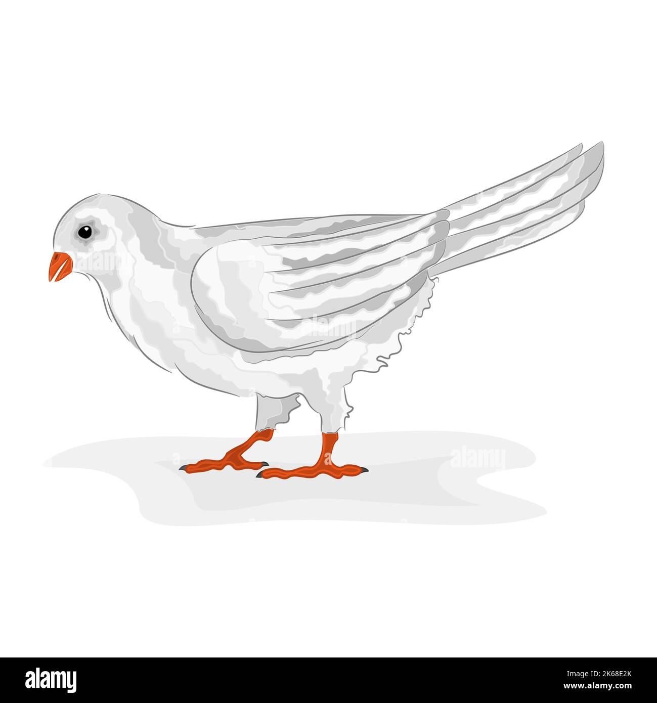 Bird white pigeon vector Stock Vector Image & Art - Alamy