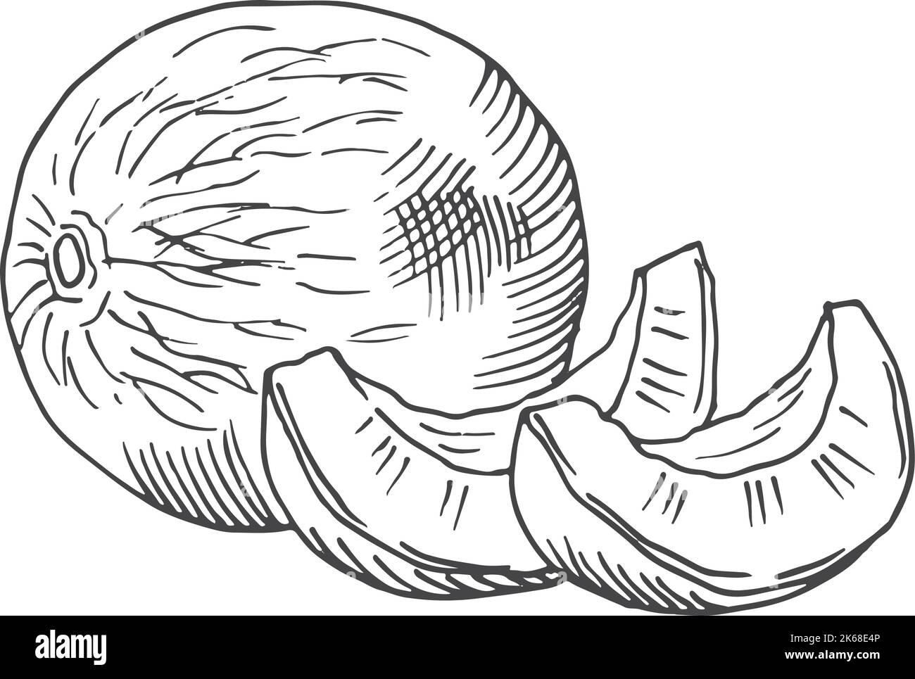 Melon Fruit Drawing at Norma Castro blog