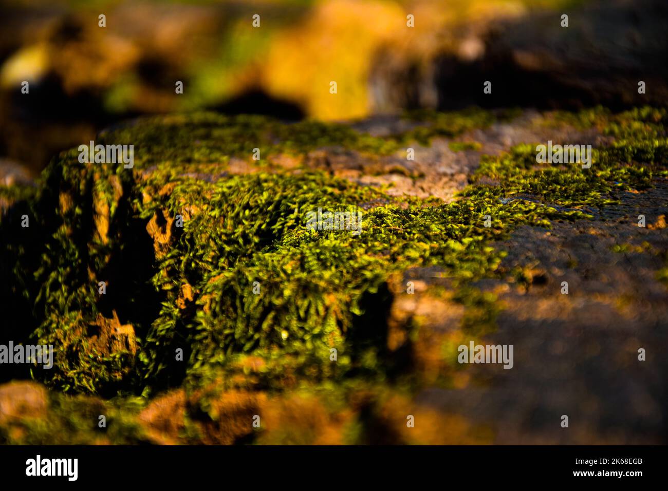 Board covered with moss hi-res stock photography and images - Alamy