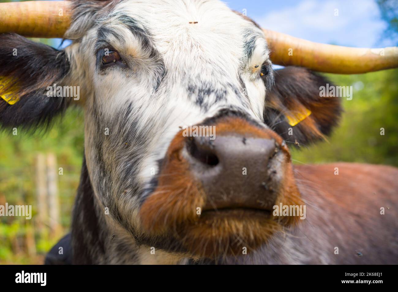 Detailed close up of a long-horned cow head, outdoors with flies over ...