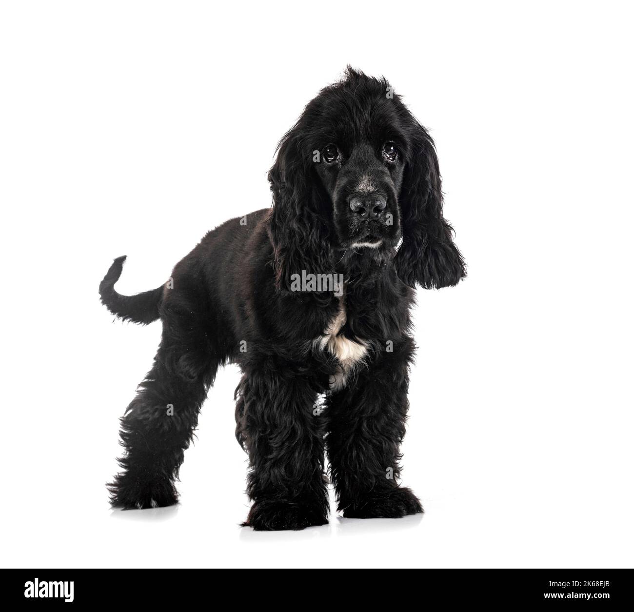 English Cocker Spaniel in front of white background Stock Photo - Alamy