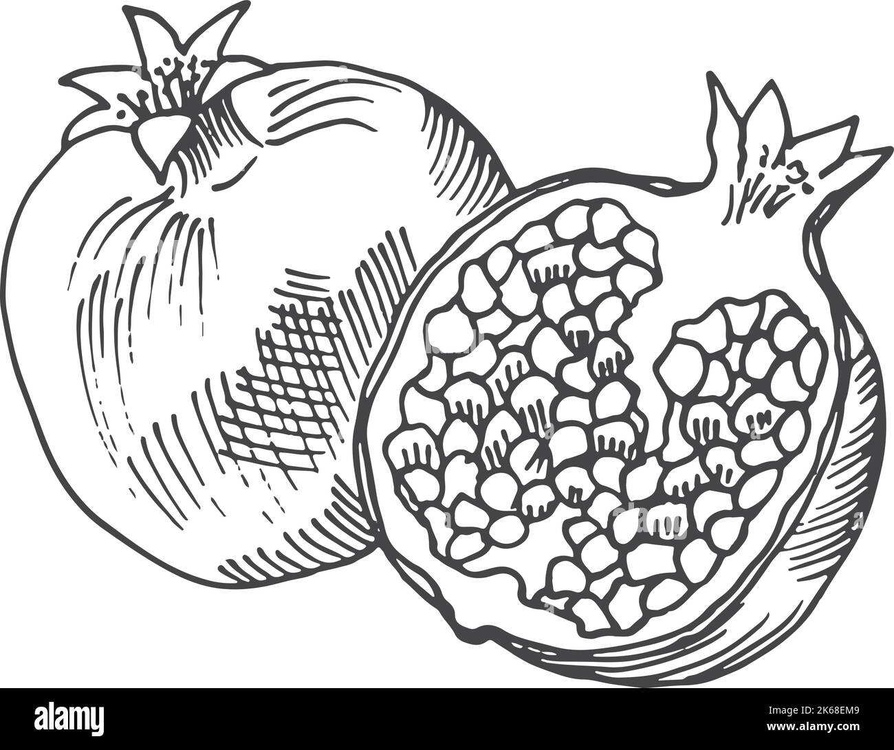 Pomegranate sketch. Whole fruit and half cut in hand drawn style Stock ...