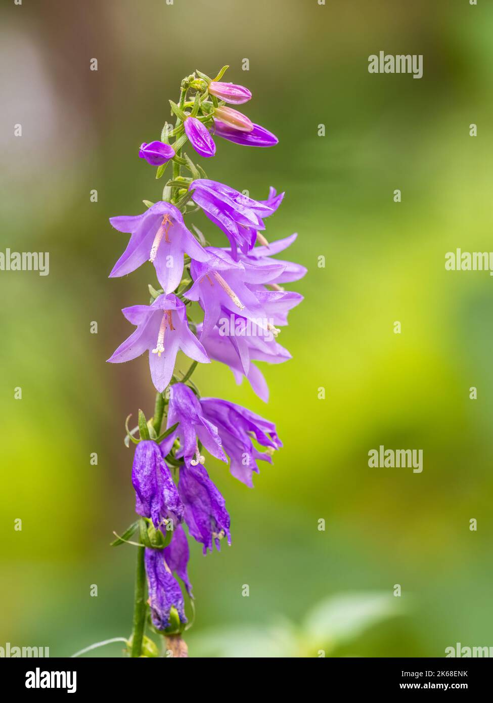 Campanula rapunculoides, creeping bellflower, or rampion bellflower, is ...
