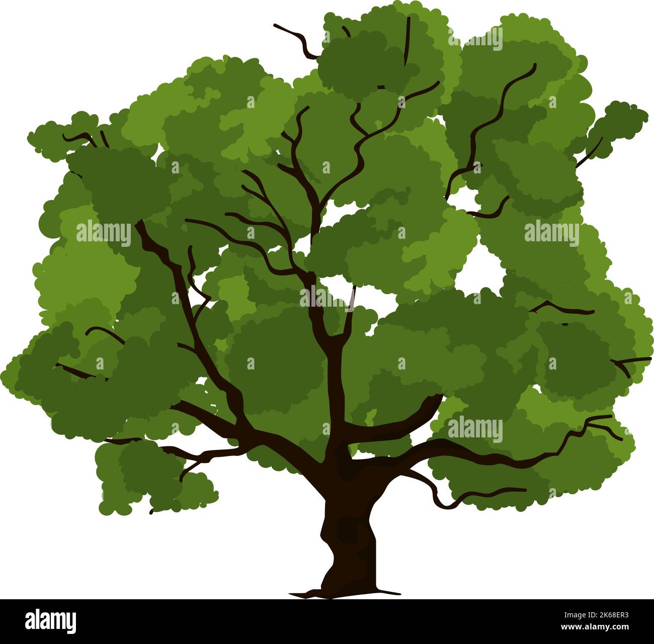 Oak icon. Green forest tree. Nature symbol Stock Vector Image & Art - Alamy