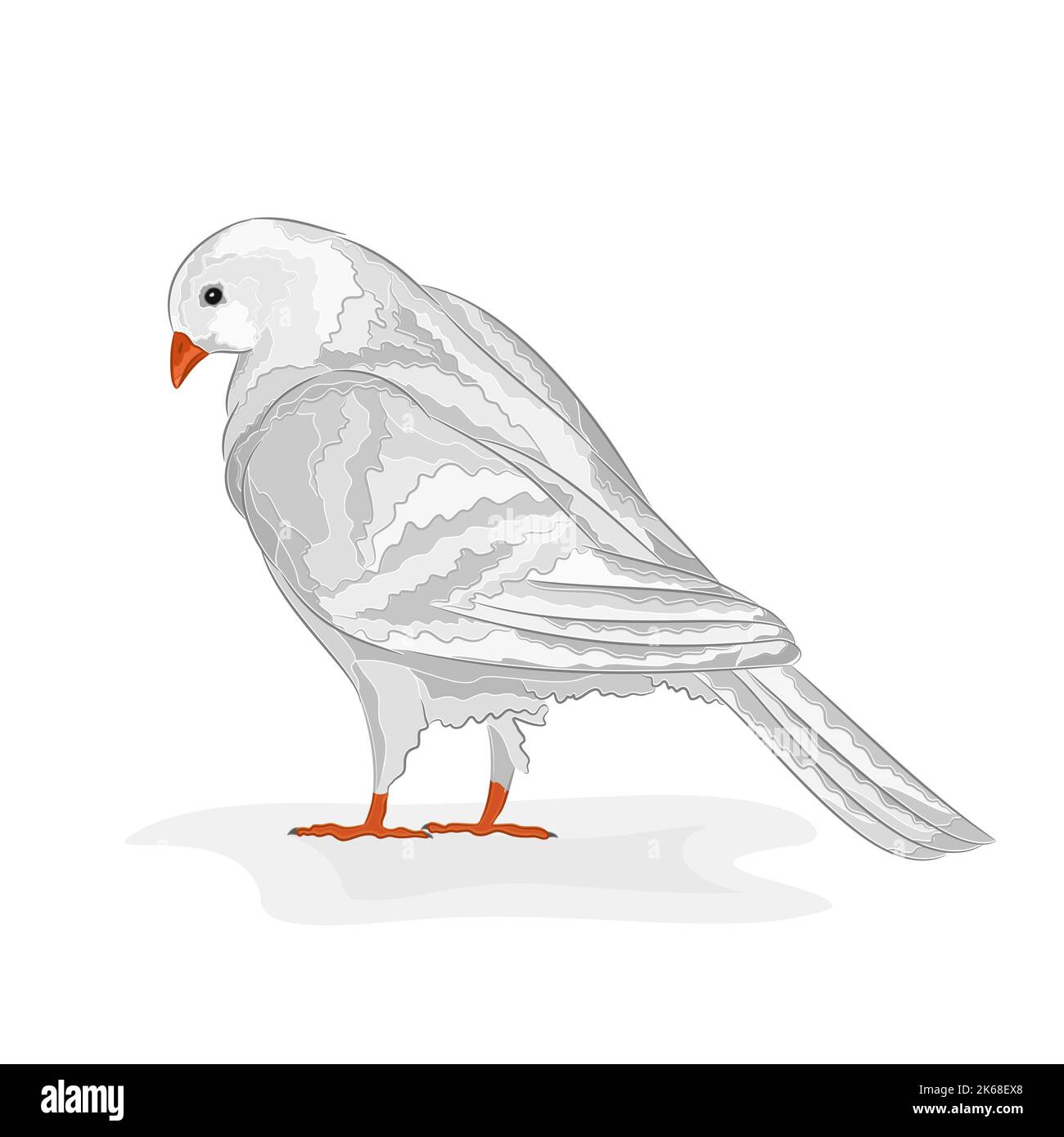 White pigeon vector Stock Vector Image & Art - Alamy
