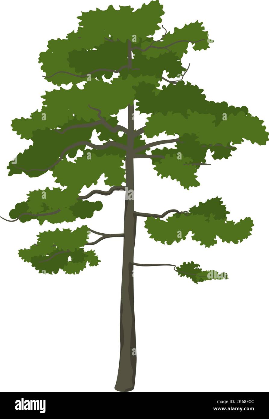 Pine icon. Woodland tree. Evergreen plant symbol Stock Vector Image ...