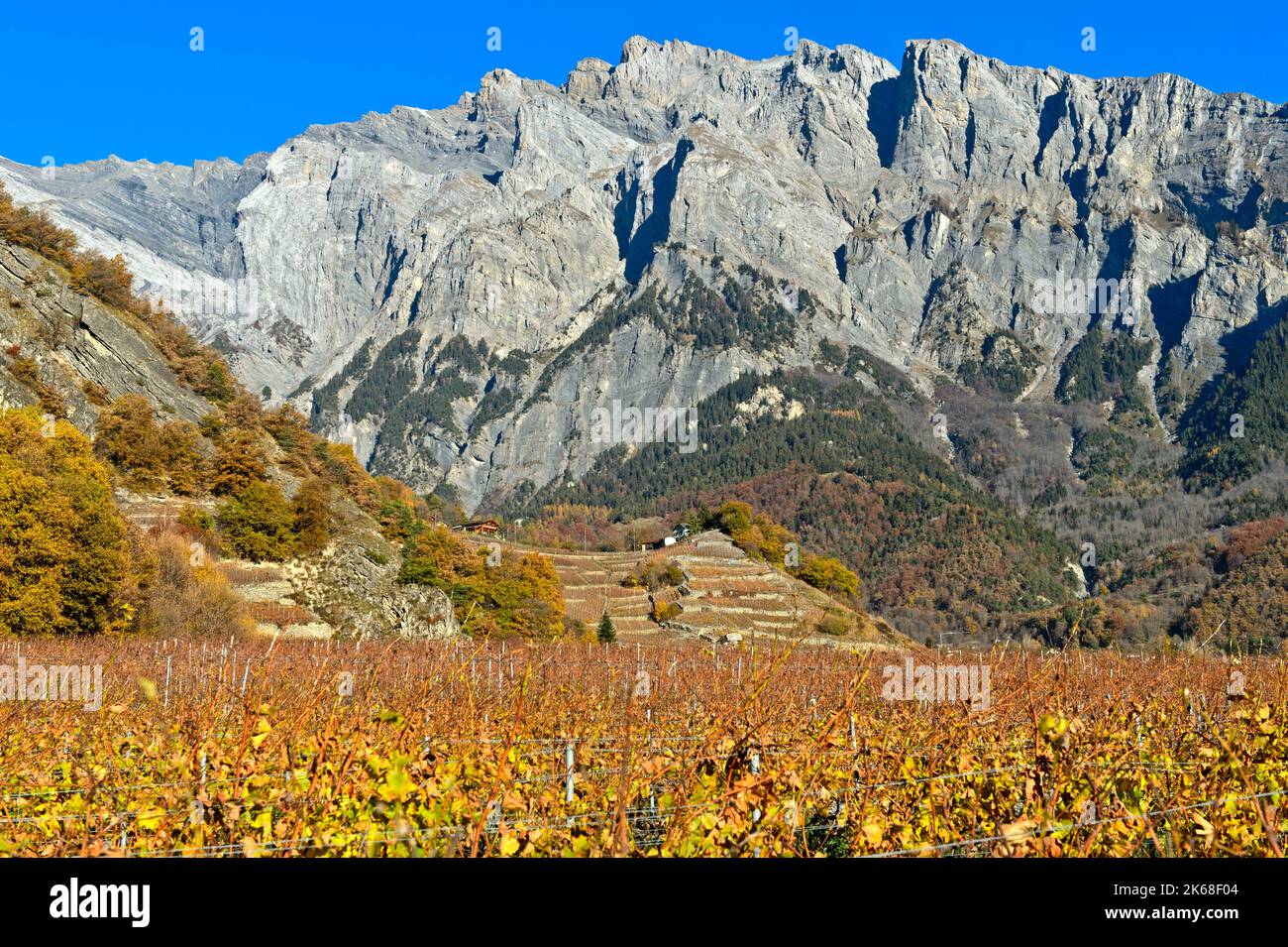 Vineyards Of The Wine Commune Chamoson In The Rhone Valley In Front Of ...