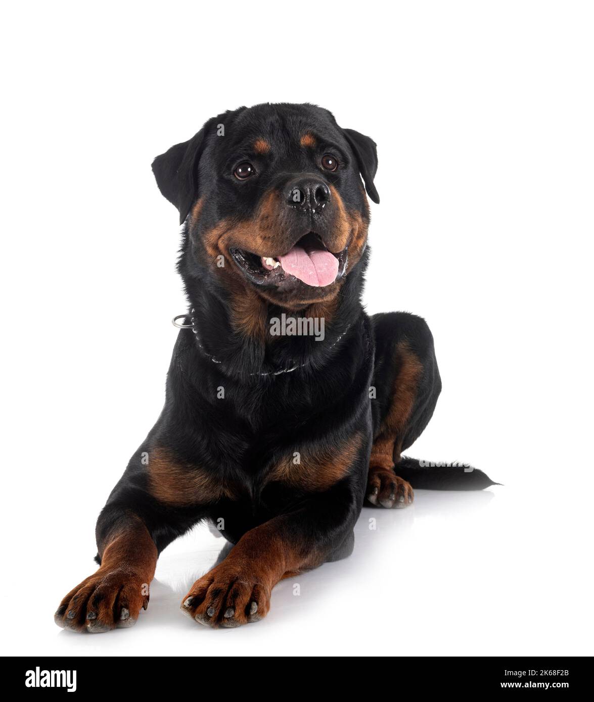 purebred rottweiler in front of white background Stock Photo - Alamy
