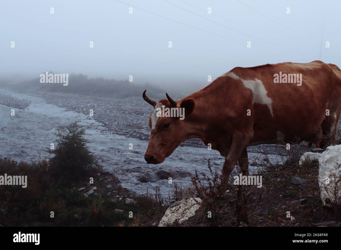 A brown cow drinking water from the stream Stock Photo - Alamy