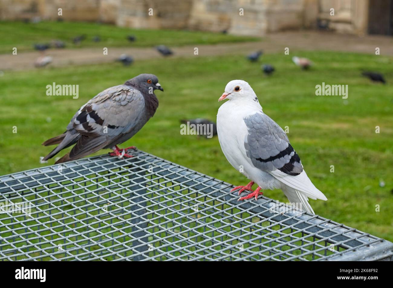 Grey and white pigeon hi-res stock photography and images - Alamy