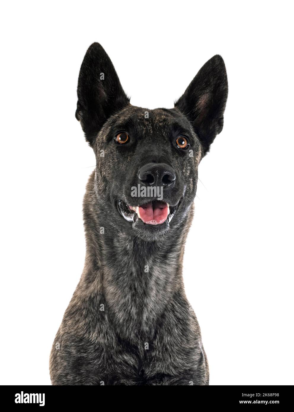 Dutch Shepherd in front of white background Stock Photo - Alamy