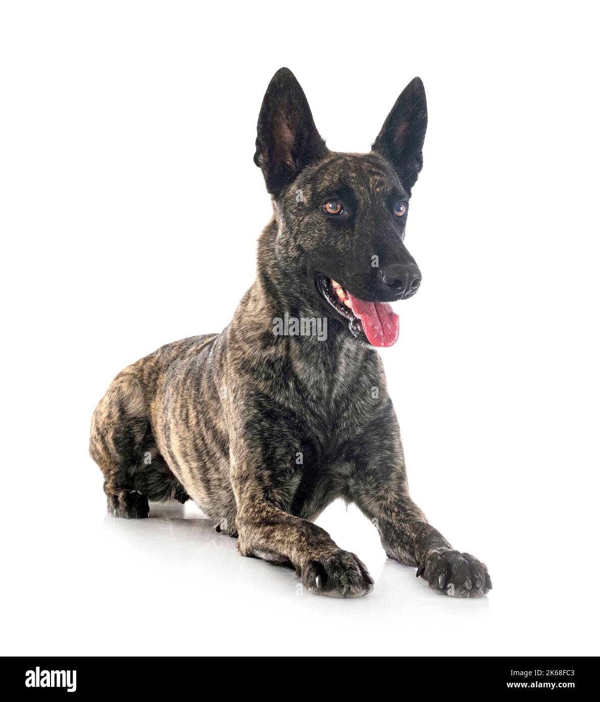 Dutch Shepherd in front of white background Stock Photo - Alamy