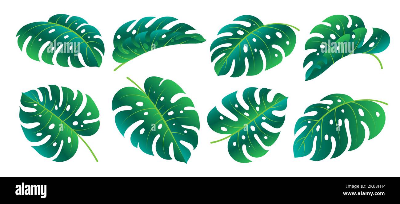 Monstera Deliciosa leaf icon set. Spring hawaiian philodendron foliage ...