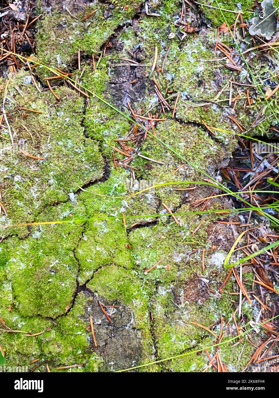 a moss groundcover rainforest wet mossy plants rain forest woodland ...