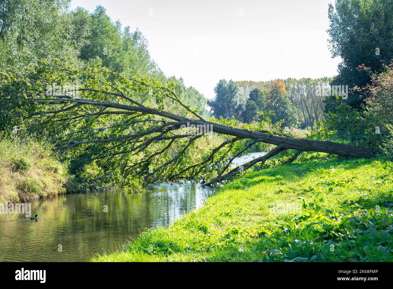 A large tree has been uprooted during a storm and has fallen over a ...