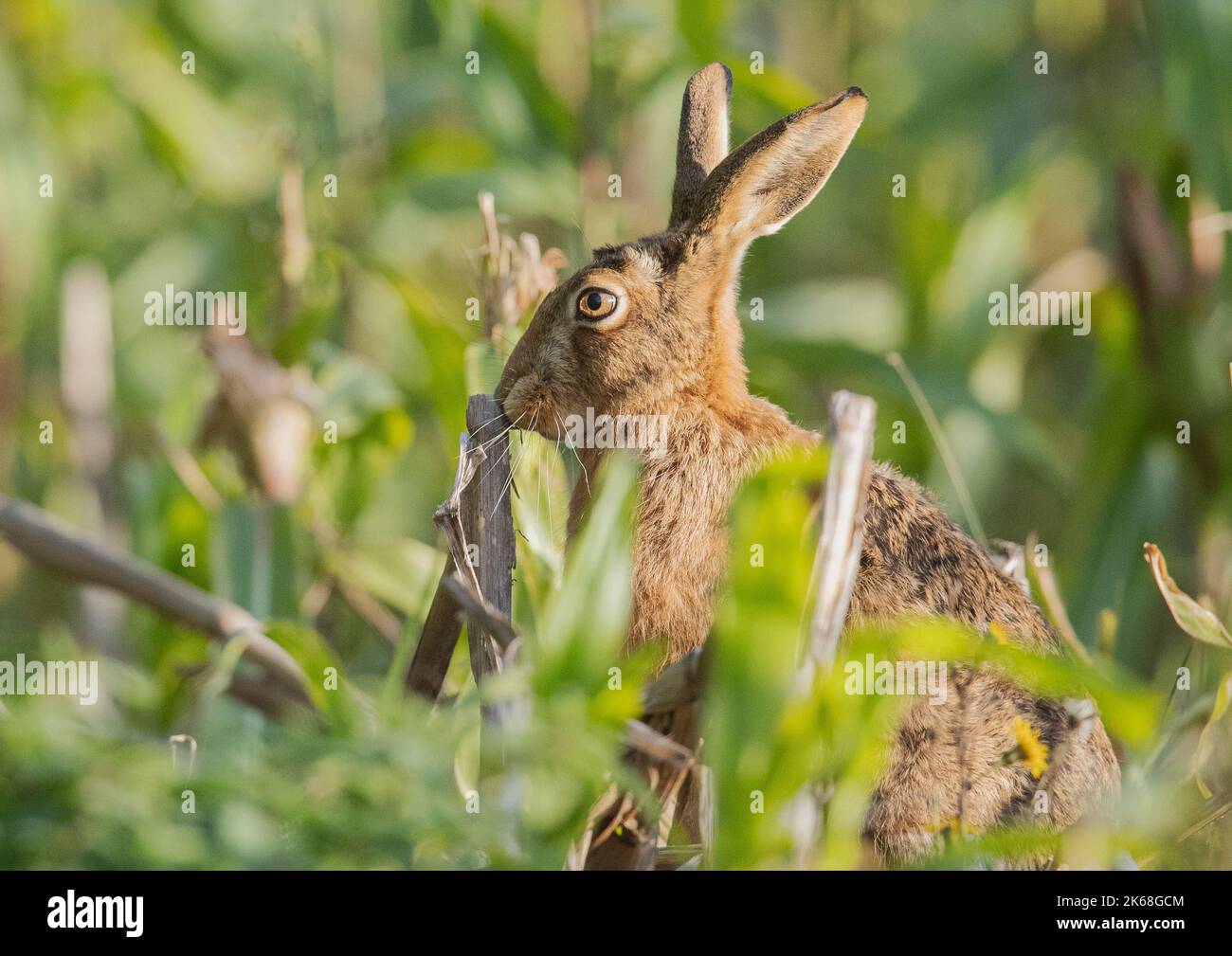 Brown Hare ( Lepus europaeus) scent marking in the pheasant cover ...