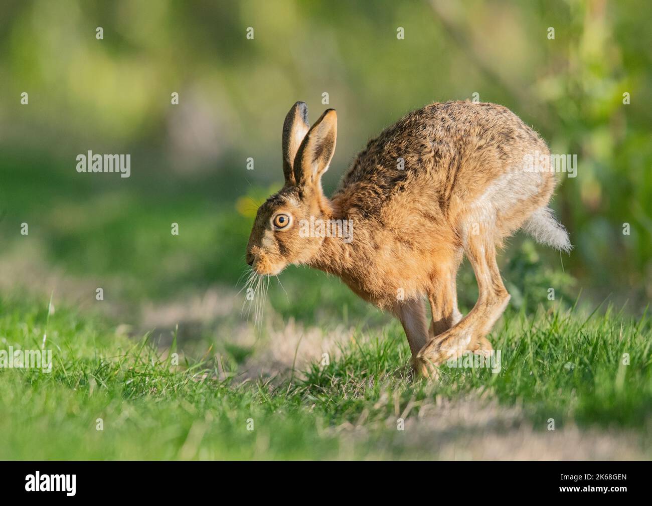 A Brown Hare ( Lepus europaeus) running along a grassy farm margin ...