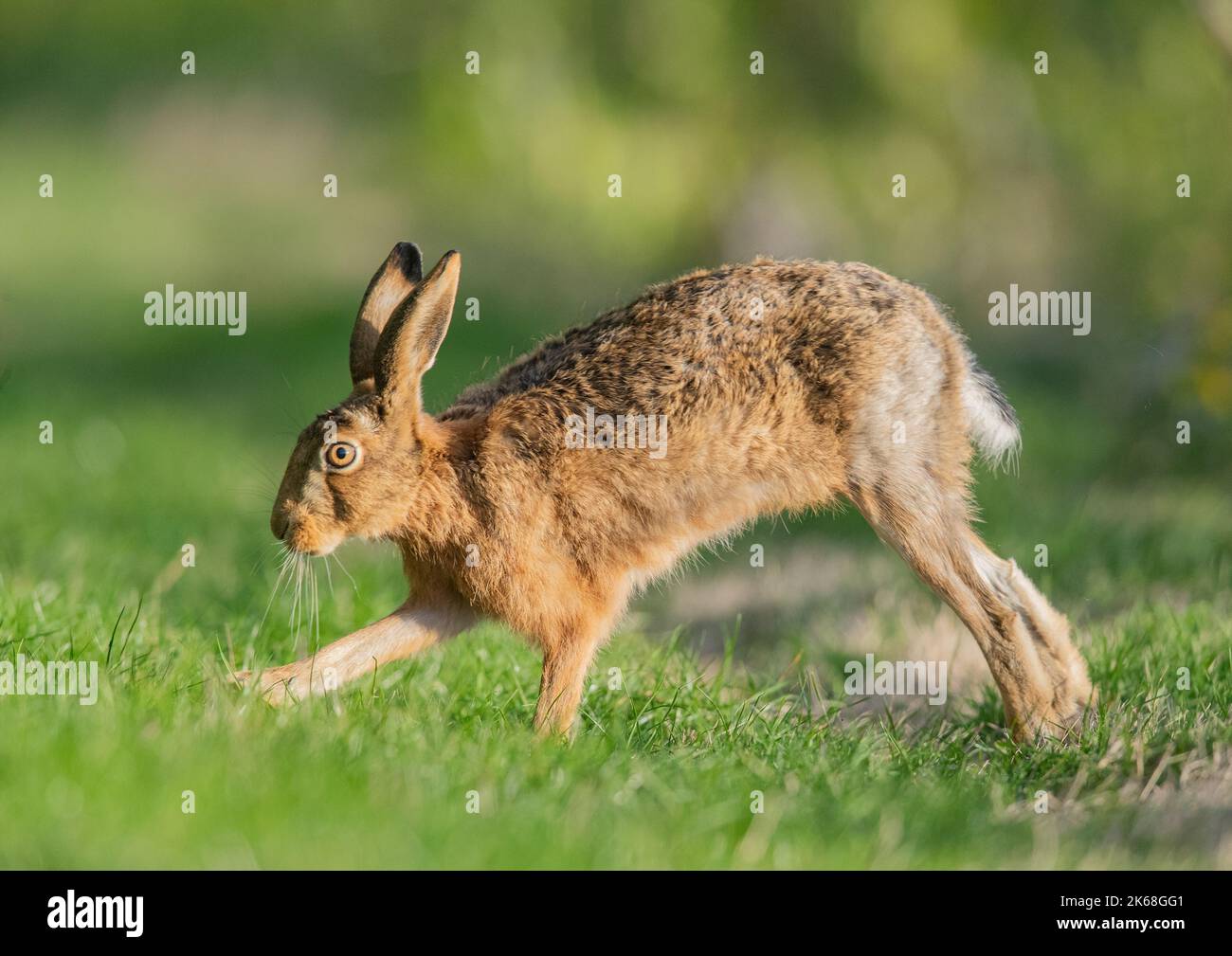 A Brown Hare ( Lepus europaeus) running along a grassy farm margin ...