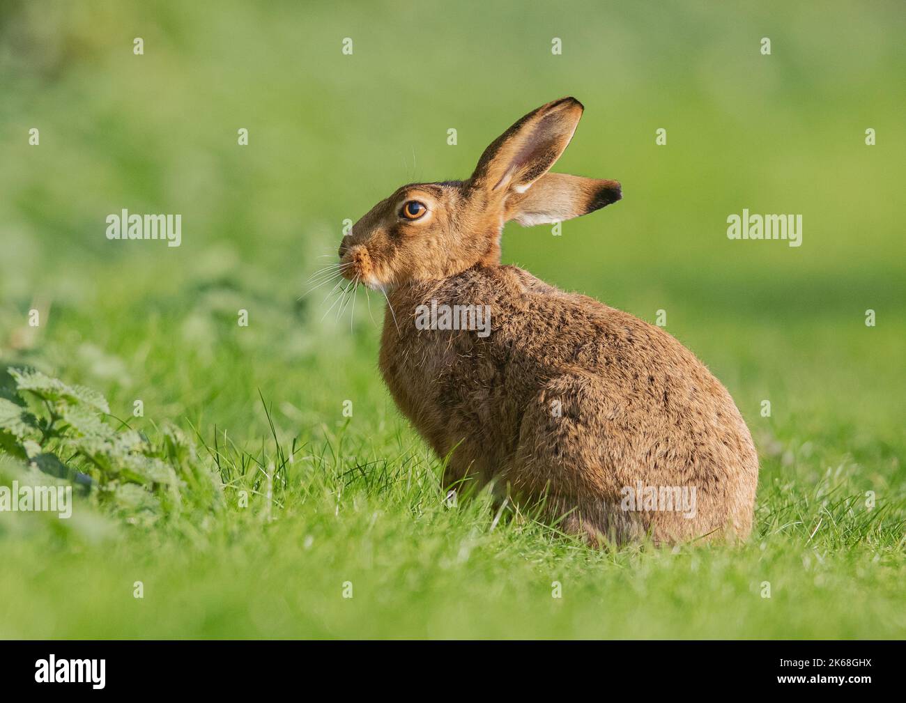 A Brown Hare (Lepus europaeus) sitting sideways to the camera, showing ...