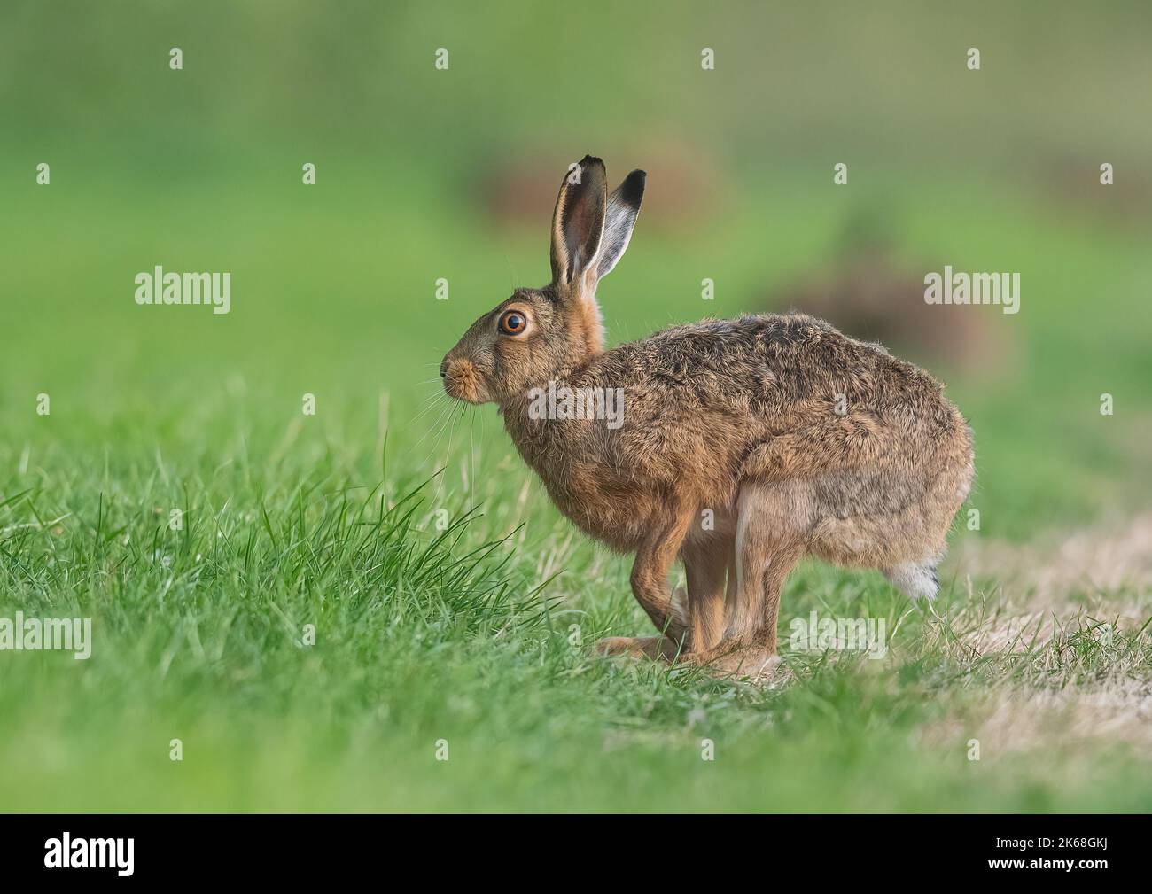 A Brown Hare ( Lepus europaeus) running along a grassy farm margin ...