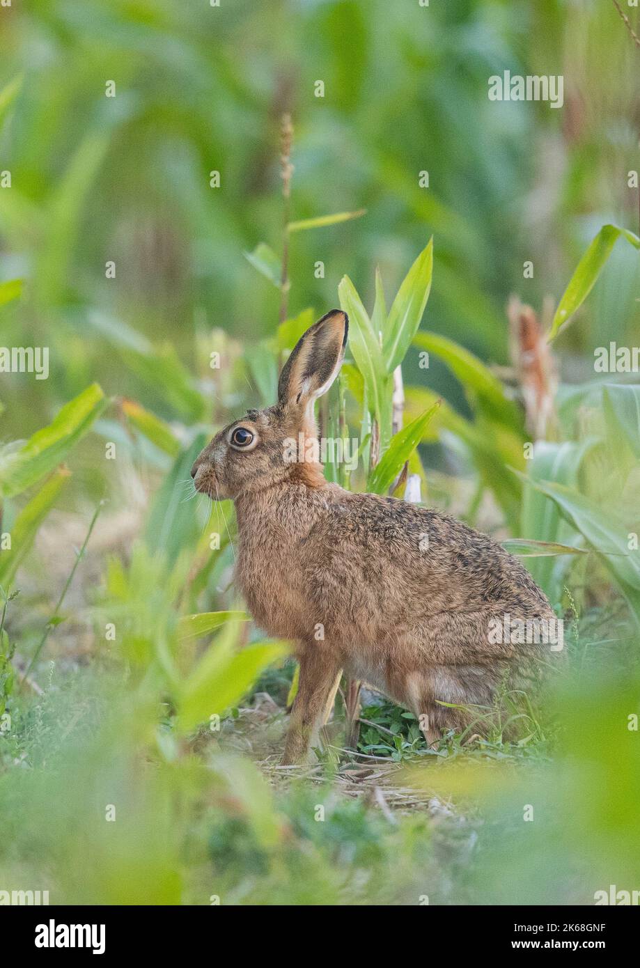 A Brown Hare (Lepus europaeus) sitting side on to the camera in the ...