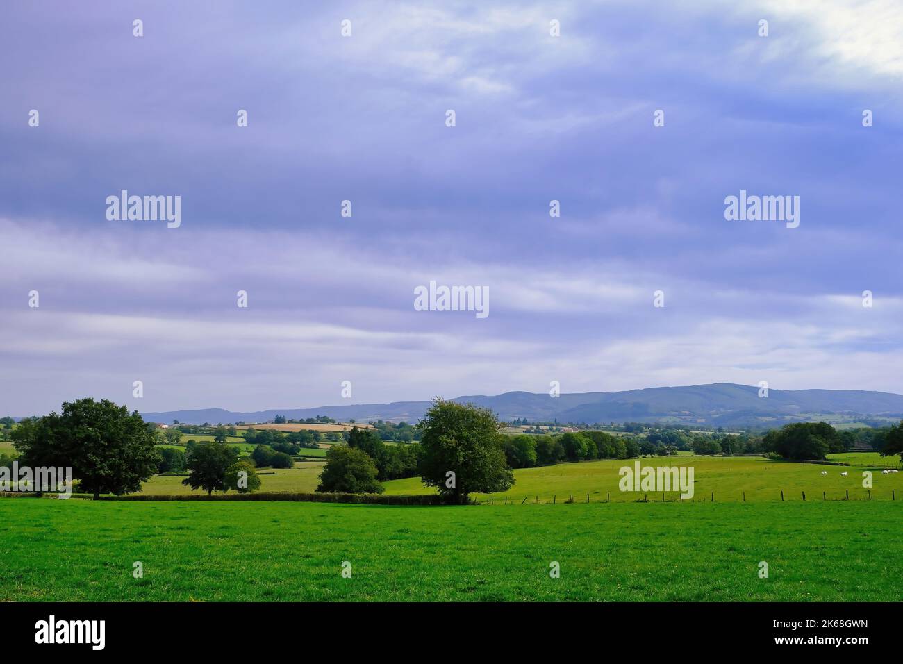 Rolling pastures with scattered trees in the south of the Morvan ...
