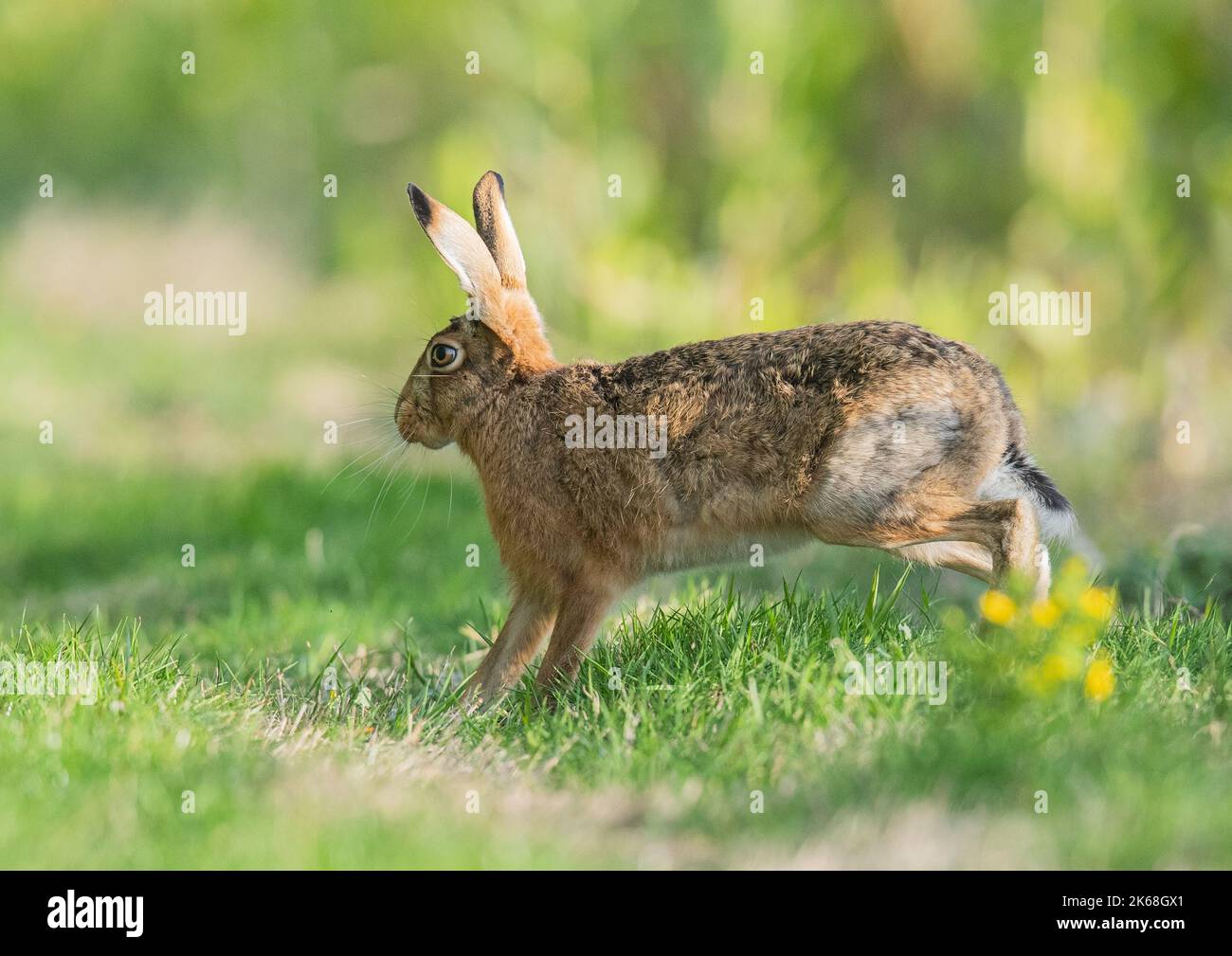 A Brown Hare (Lepus europaeus)making it's escape from the orchard into ...
