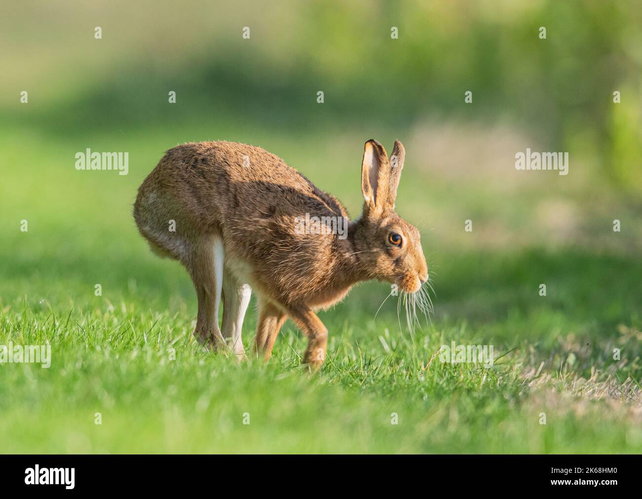 A Brown Hare (Lepus europaeus) running along a grassy farm margin ...