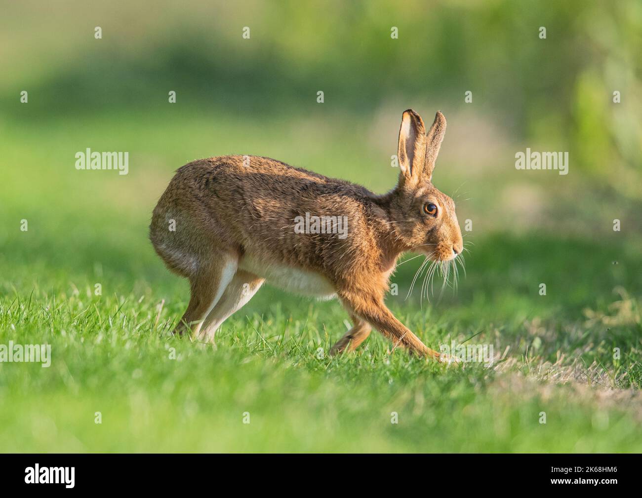 A Brown Hare (Lepus europaeus) running along a grassy farm margin ...