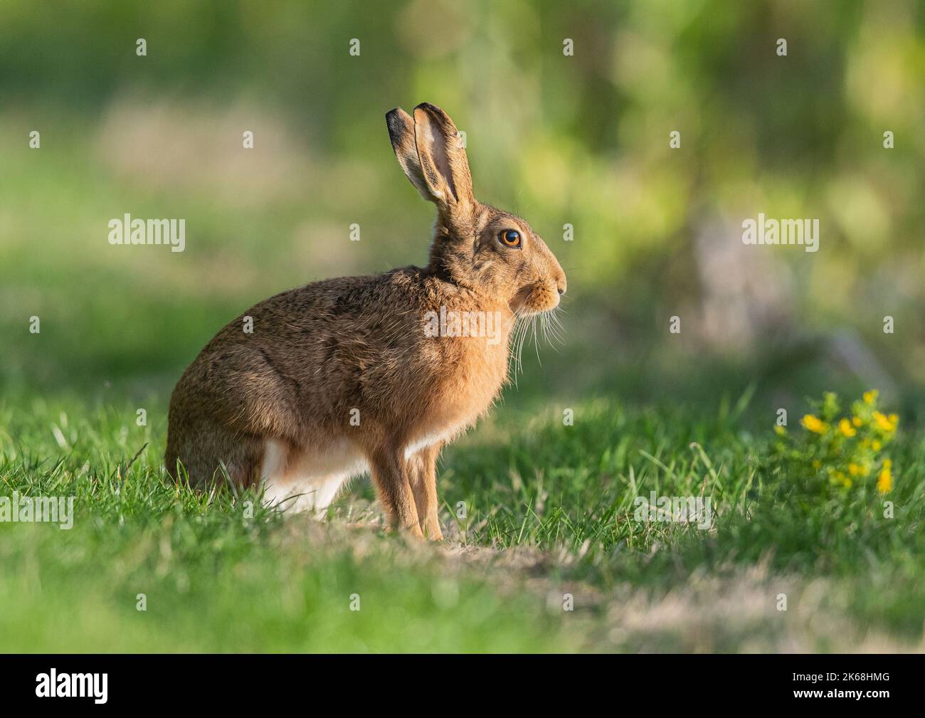A Brown Hare (Lepus europaeus) sitting sideways to the camera, showing ...