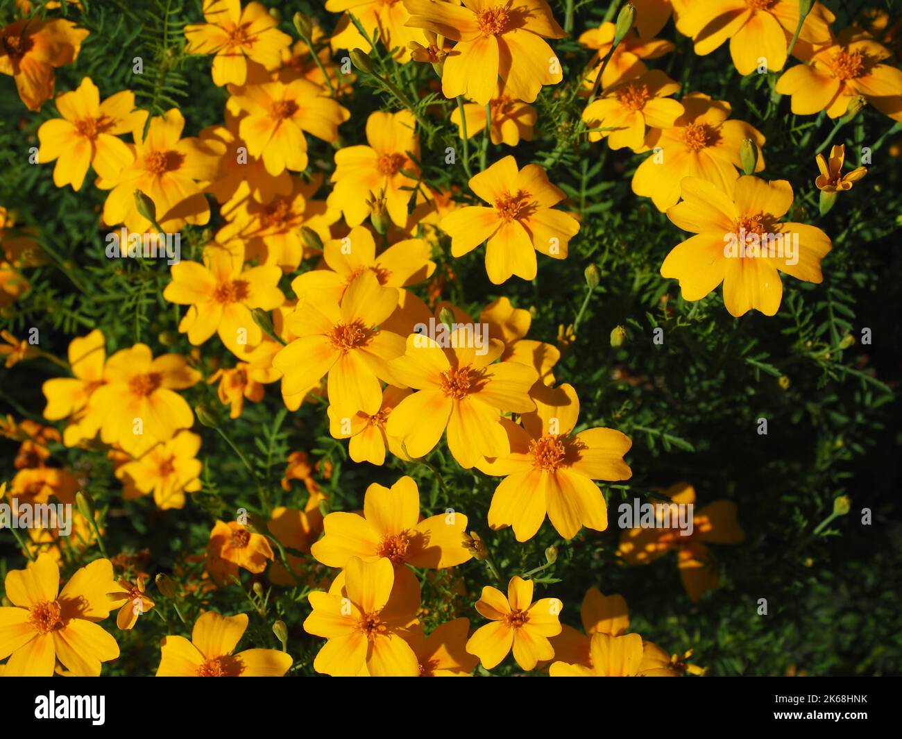 Day garden yellow hi-res stock photography and images - Alamy