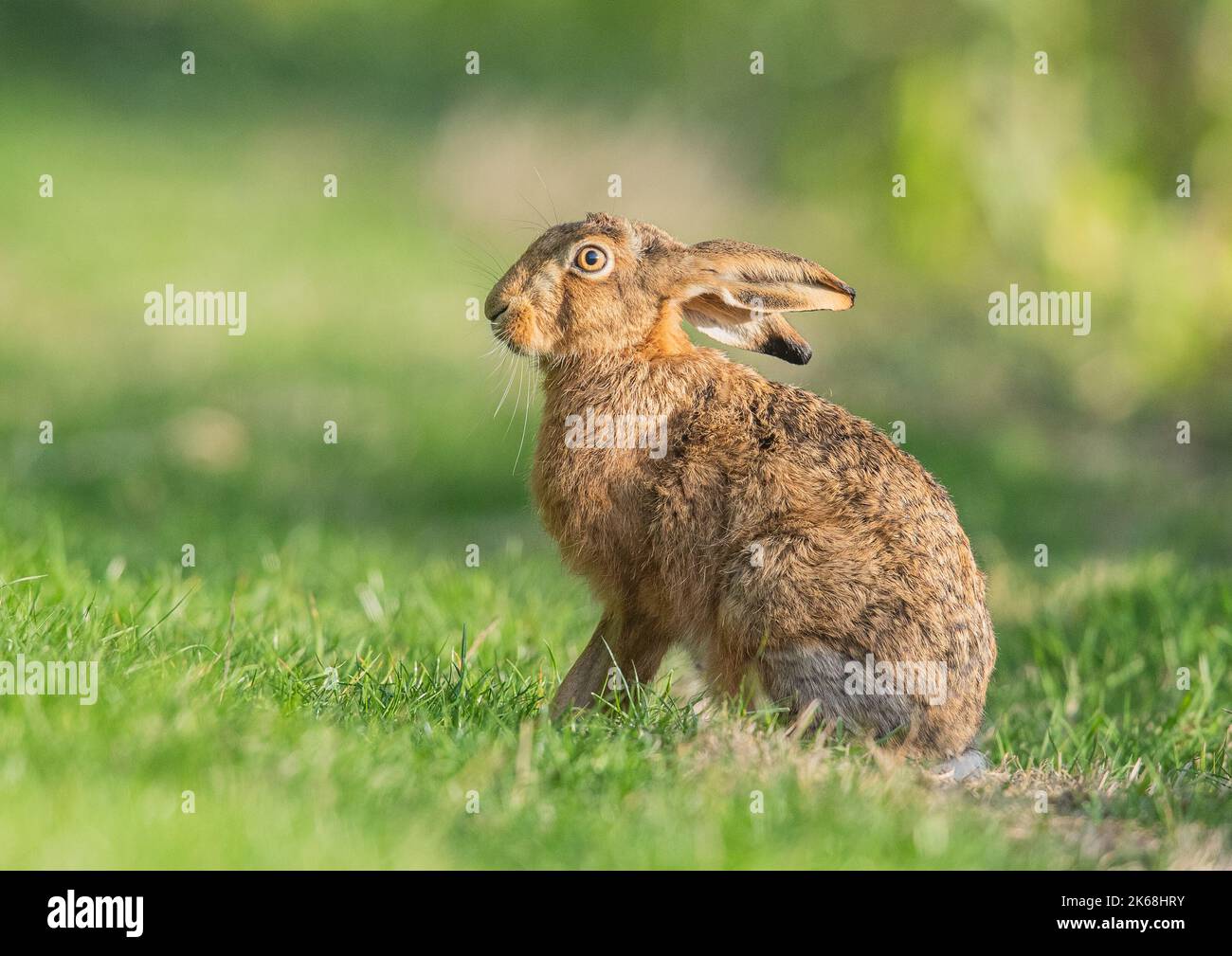 A healthy Brown Hare sitting sideways to the camera, showing details of ...