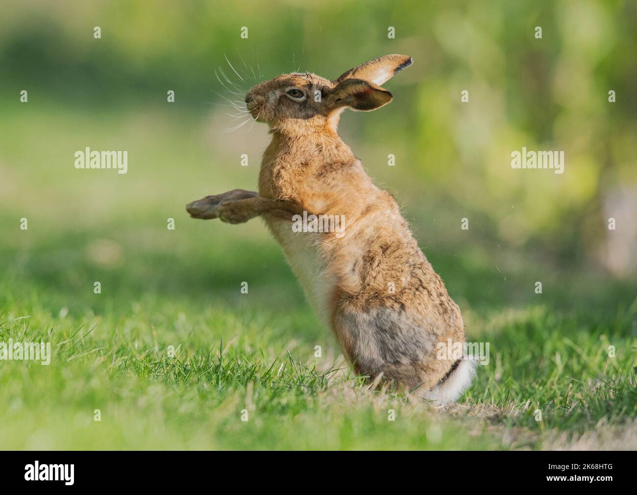 Flicking off the dew hi-res stock photography and images - Alamy