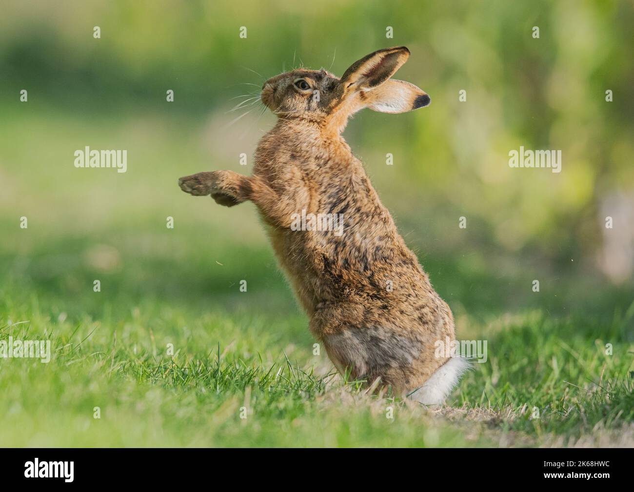 A Brown Hare ( Lepus europaeus) standing on his hind legs , flicking ...