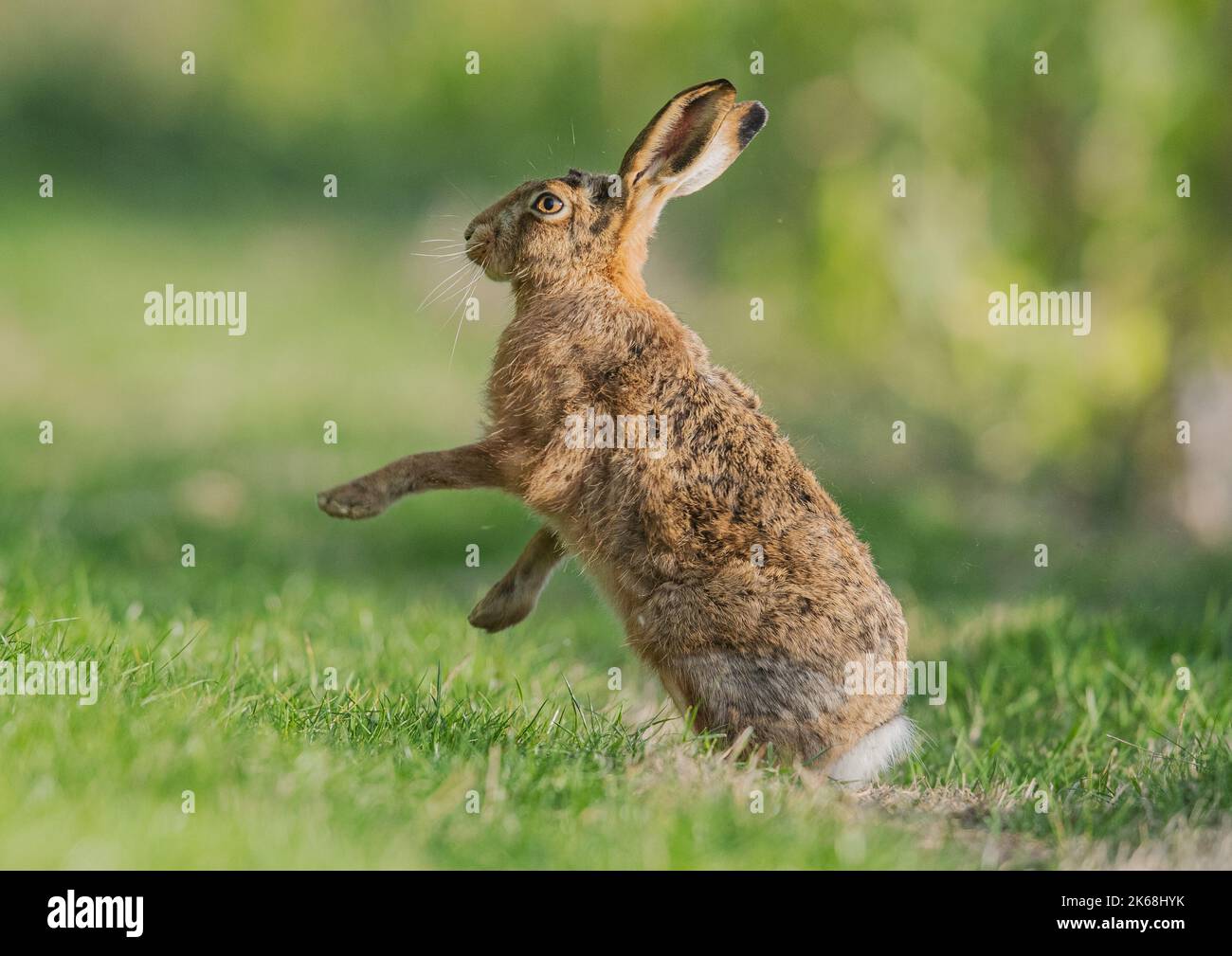 A Brown Hare ( Lepus europaeus) standing on his hind legs , flicking ...