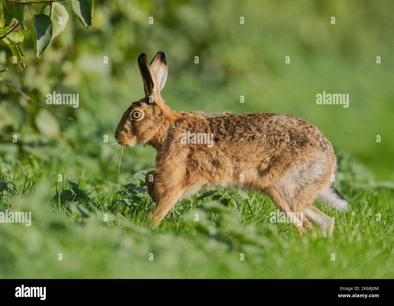 A Brown Hare ( Lepus europaeus) running across a grassy farm margin ...