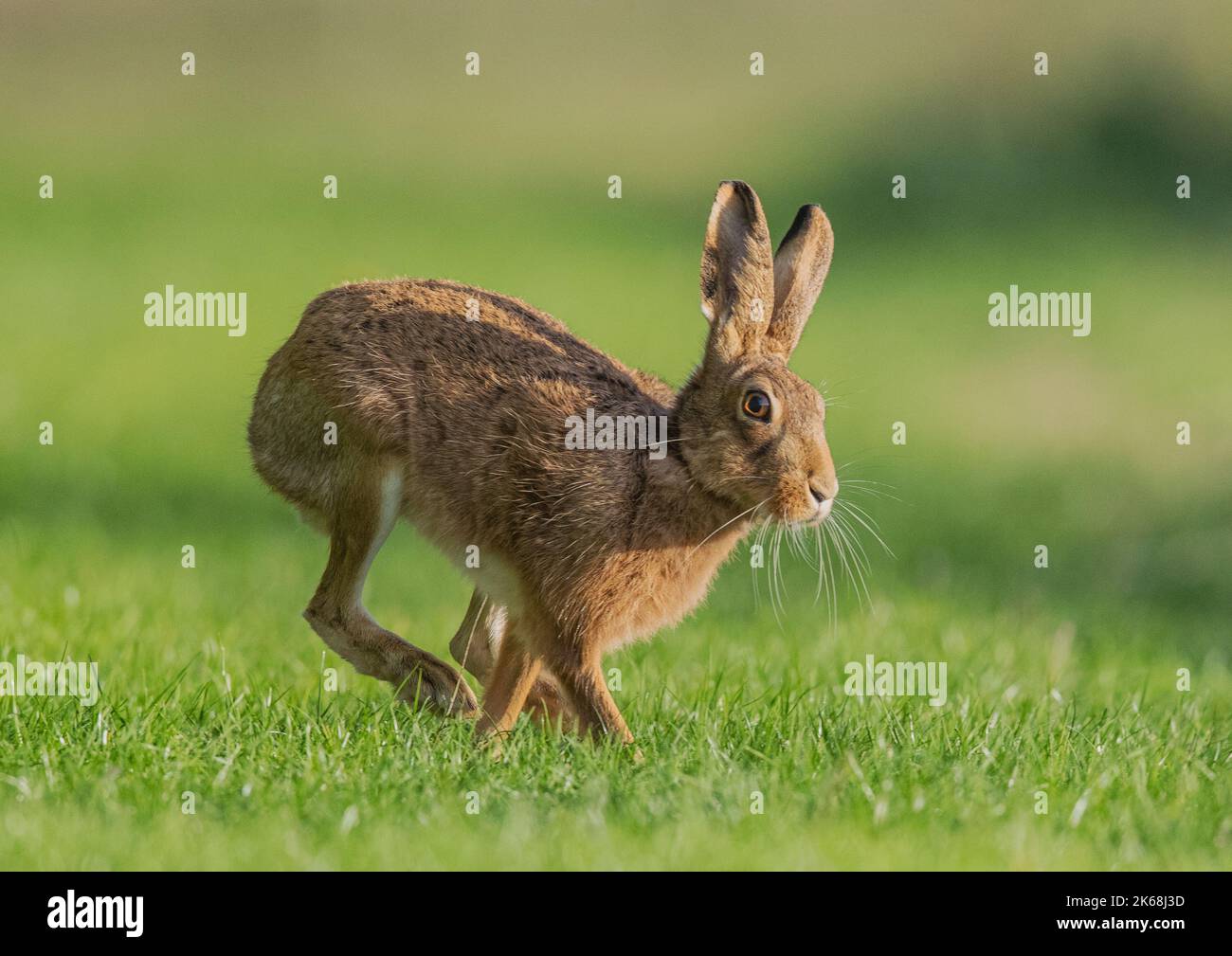 A Brown Hare ( Lepus europaeus) running along a grassy farm margin ...