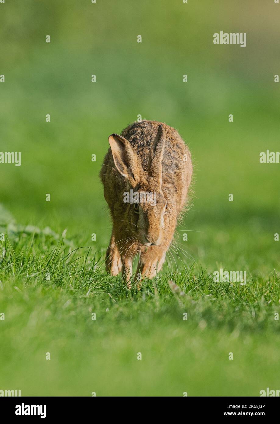 A Brown Hare ( Lepus europaeus) running along a grassy farm margin ...