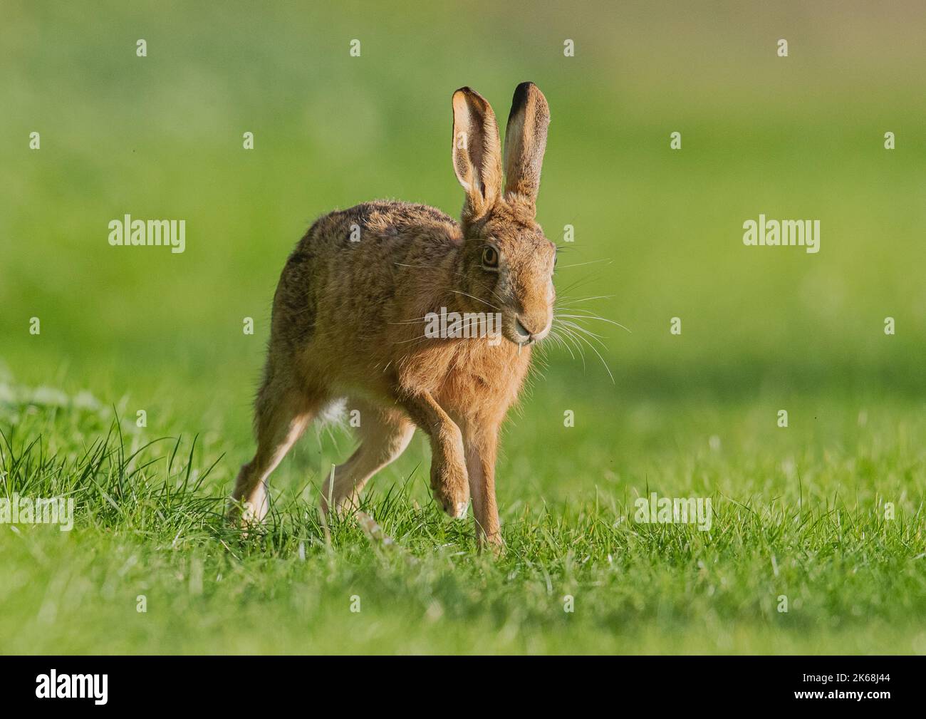 A Brown Hare ( Lepus europaeus) running along a grassy farm margin ...