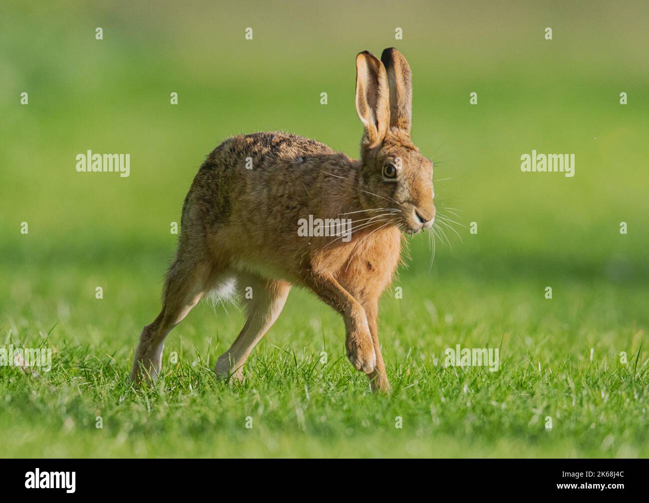 A Brown Hare ( Lepus europaeus) running along a grassy farm margin ...