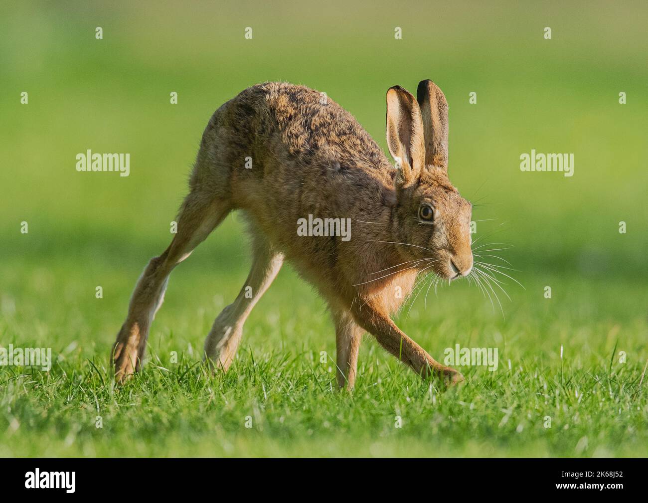 A Brown Hare ( Lepus europaeus) running along a grassy farm margin ...