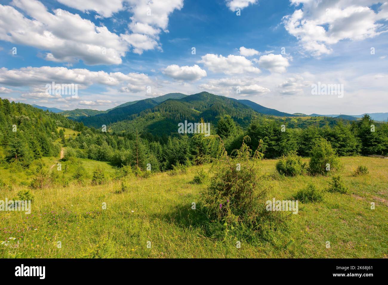 mountainous rural landscape in summertime. wonderful countryside scenery of carpathians ...