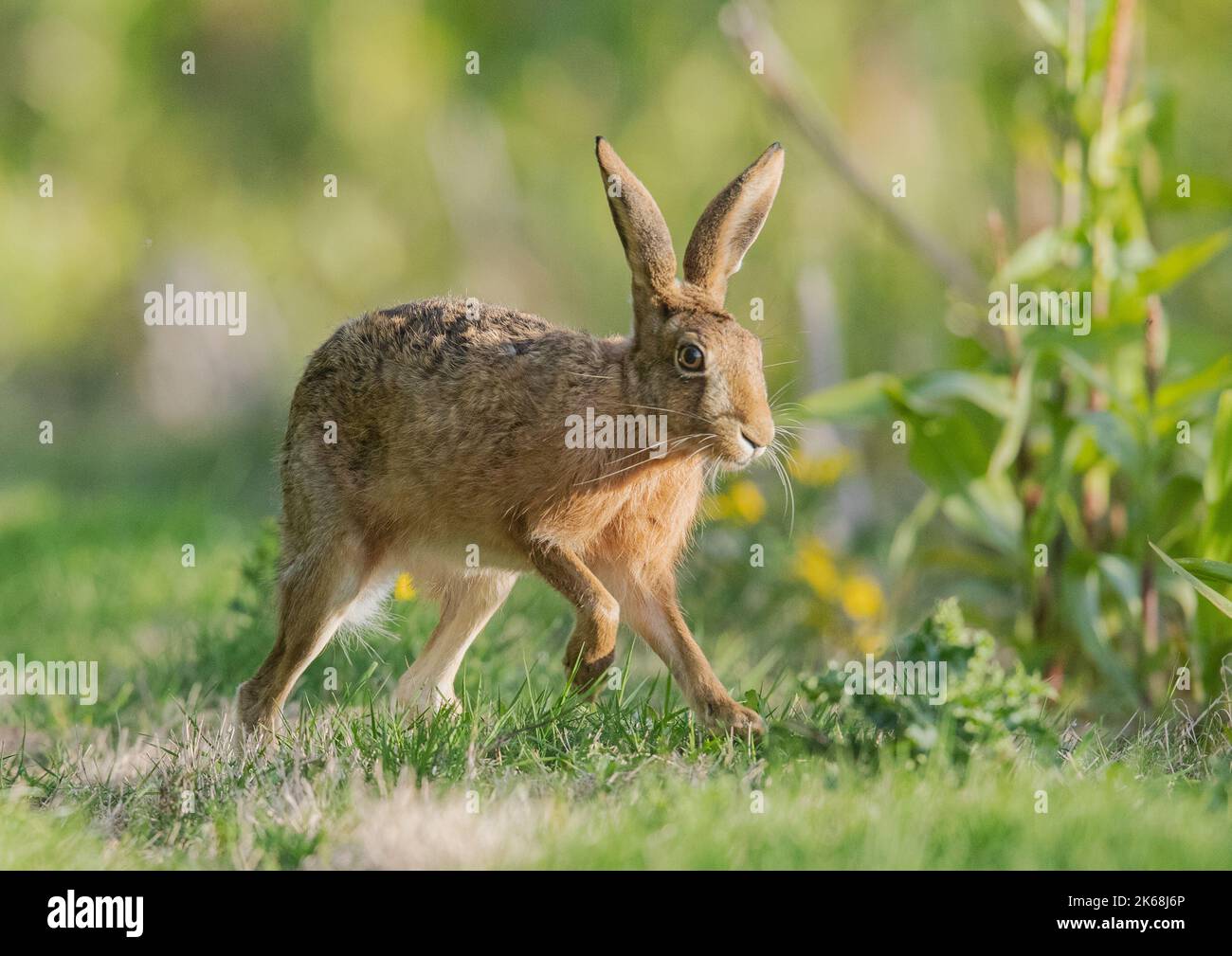 A Brown Hare ( Lepus europaeus) running along a grassy farm margin ...
