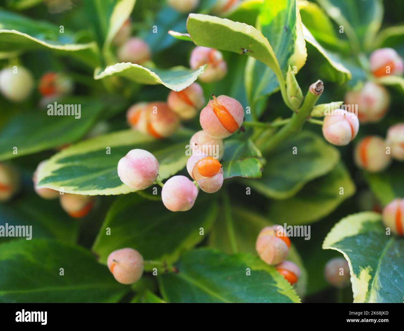 Fruits of Euonymus Fortunei Emerald and Gold - Fortune's Euonymus Stock ...