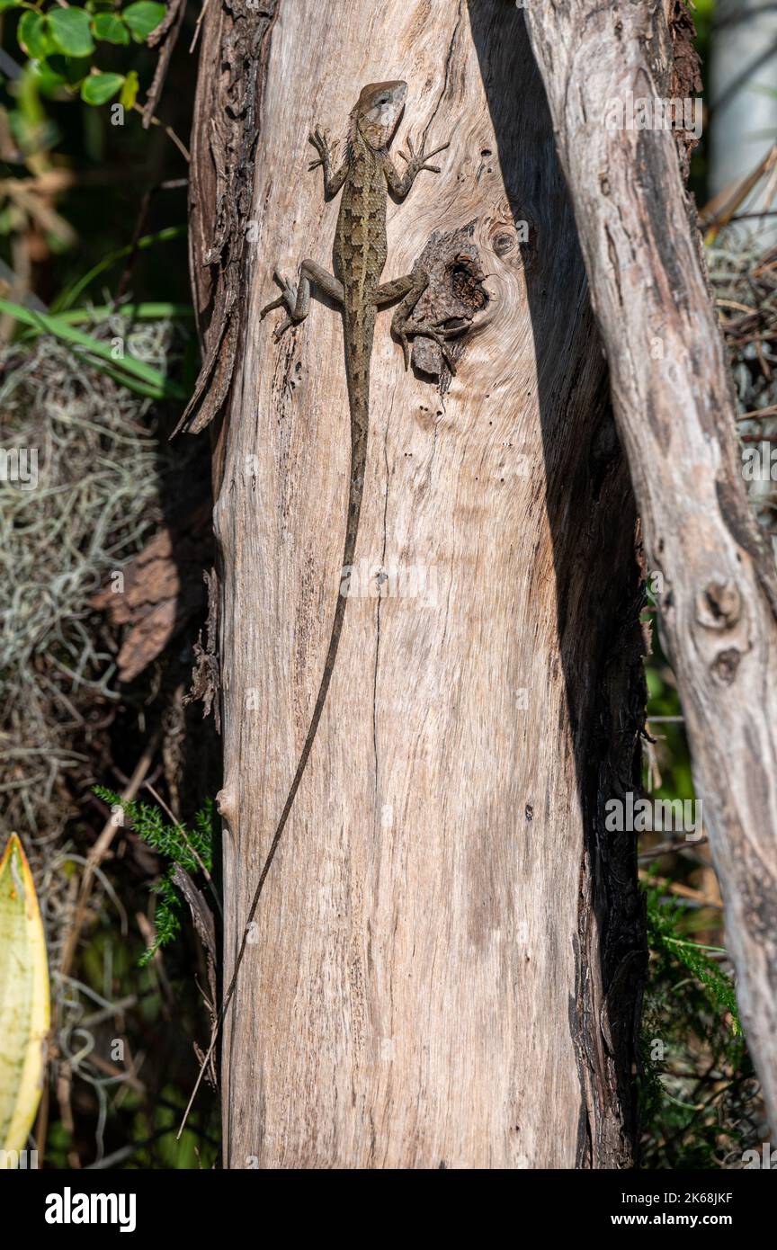 Mauritius lizard hi-res stock photography and images - Alamy